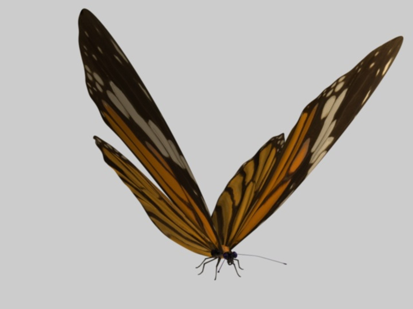C4d 11 Butterfly Rigged