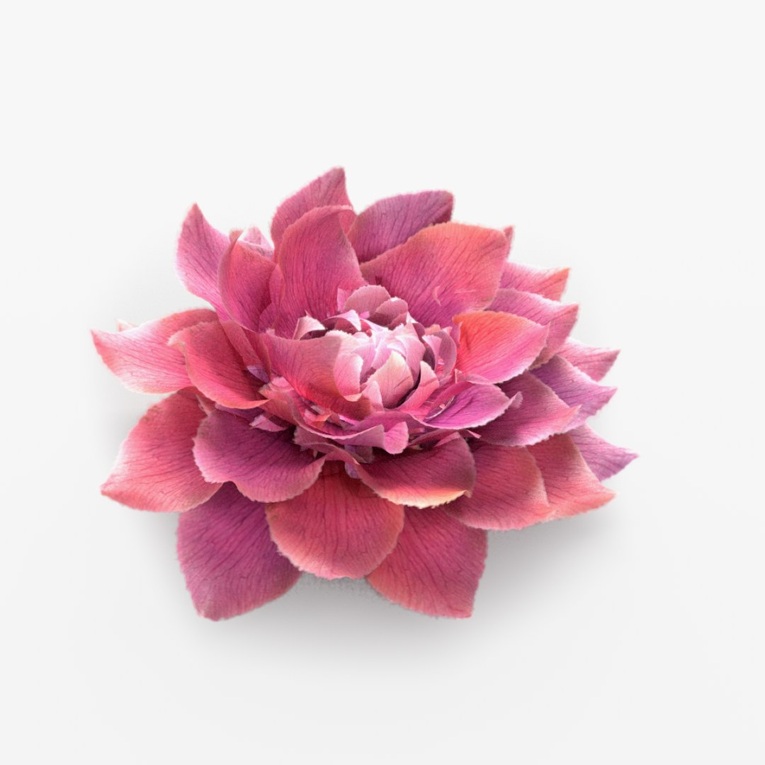 3D Flower Animated Rose Bloom Model - TurboSquid 2318978