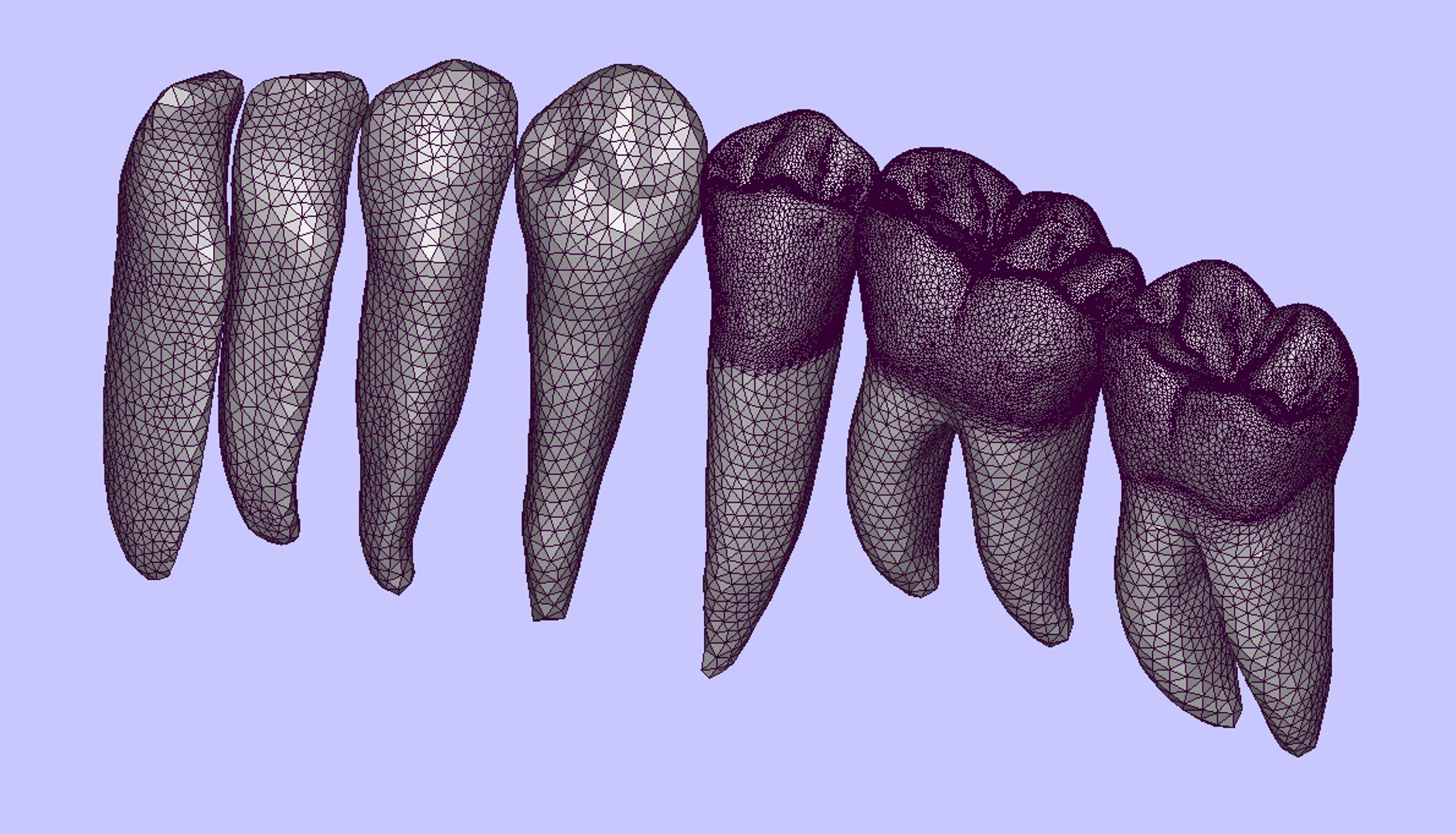 Anatomically Teeth 3d Model