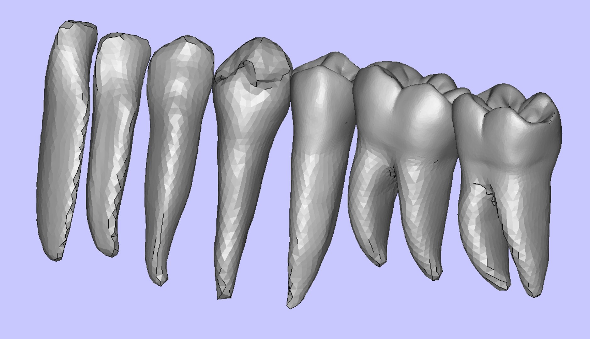 Anatomically Teeth 3d Model