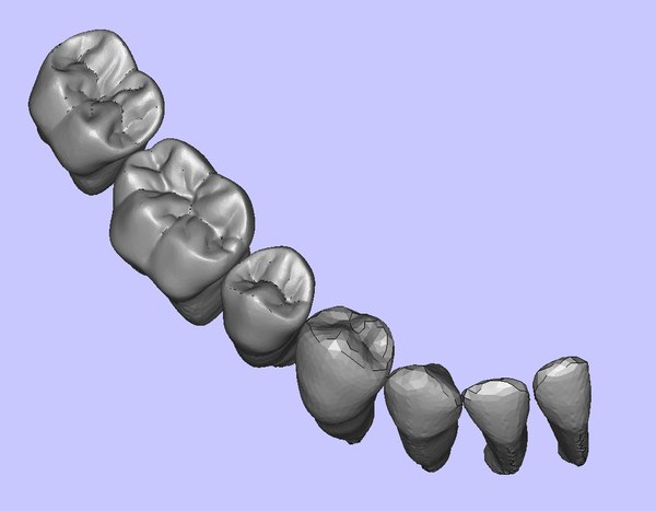 anatomically teeth 3d model