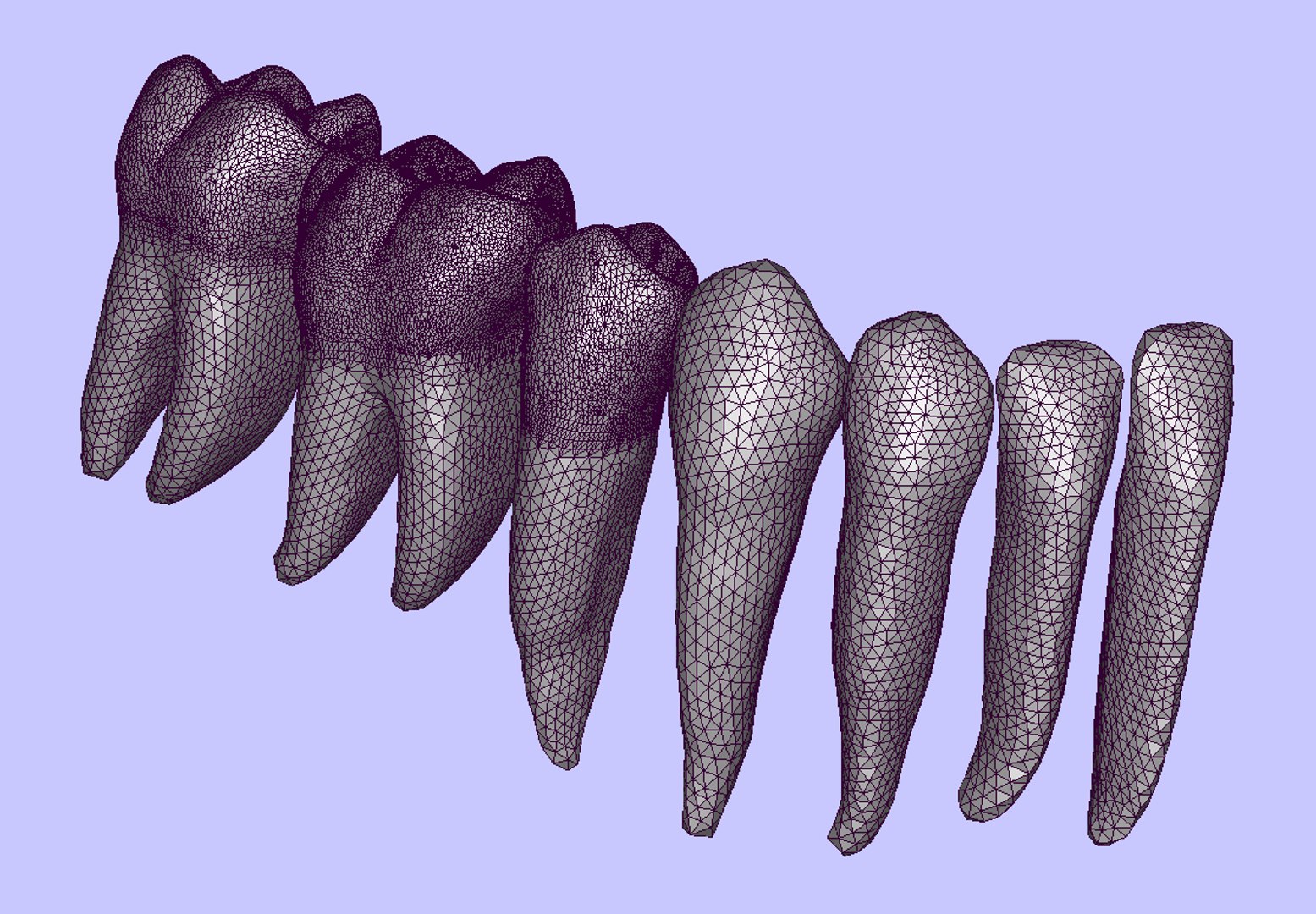 Anatomically Teeth 3d Model