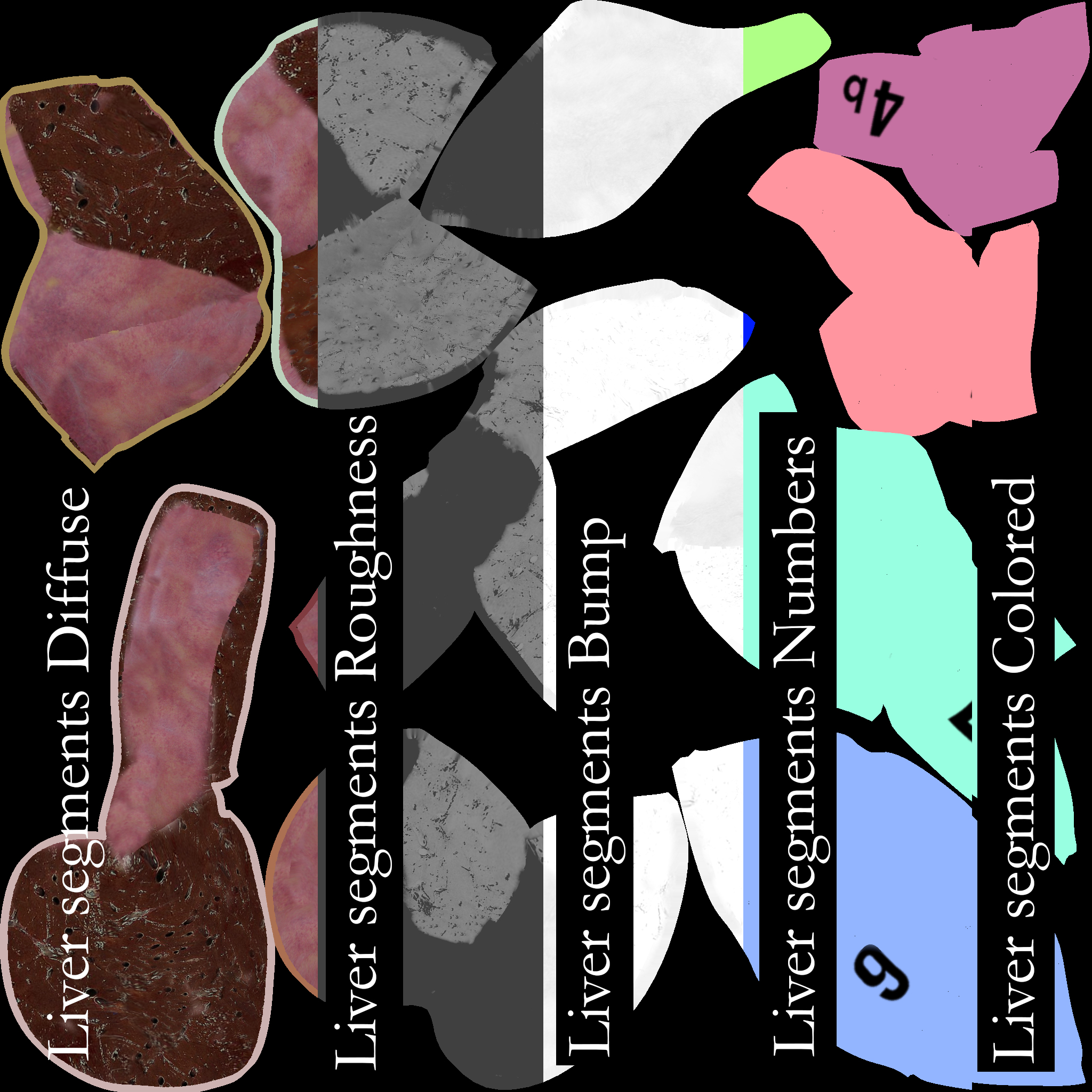 Human liver with segments 3D - TurboSquid 1831834