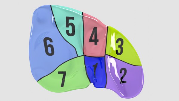 Human liver with segments 3D - TurboSquid 1831834