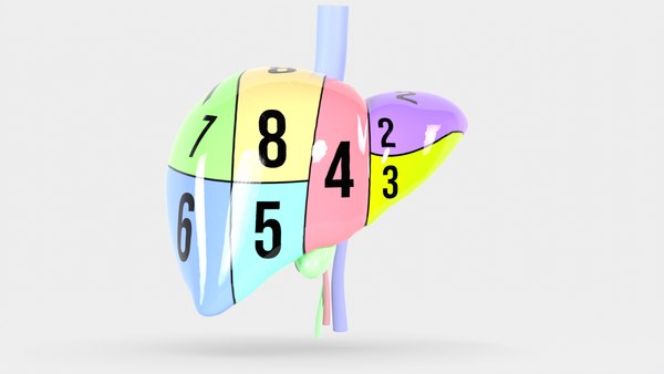 Human liver with segments 3D - TurboSquid 1831834