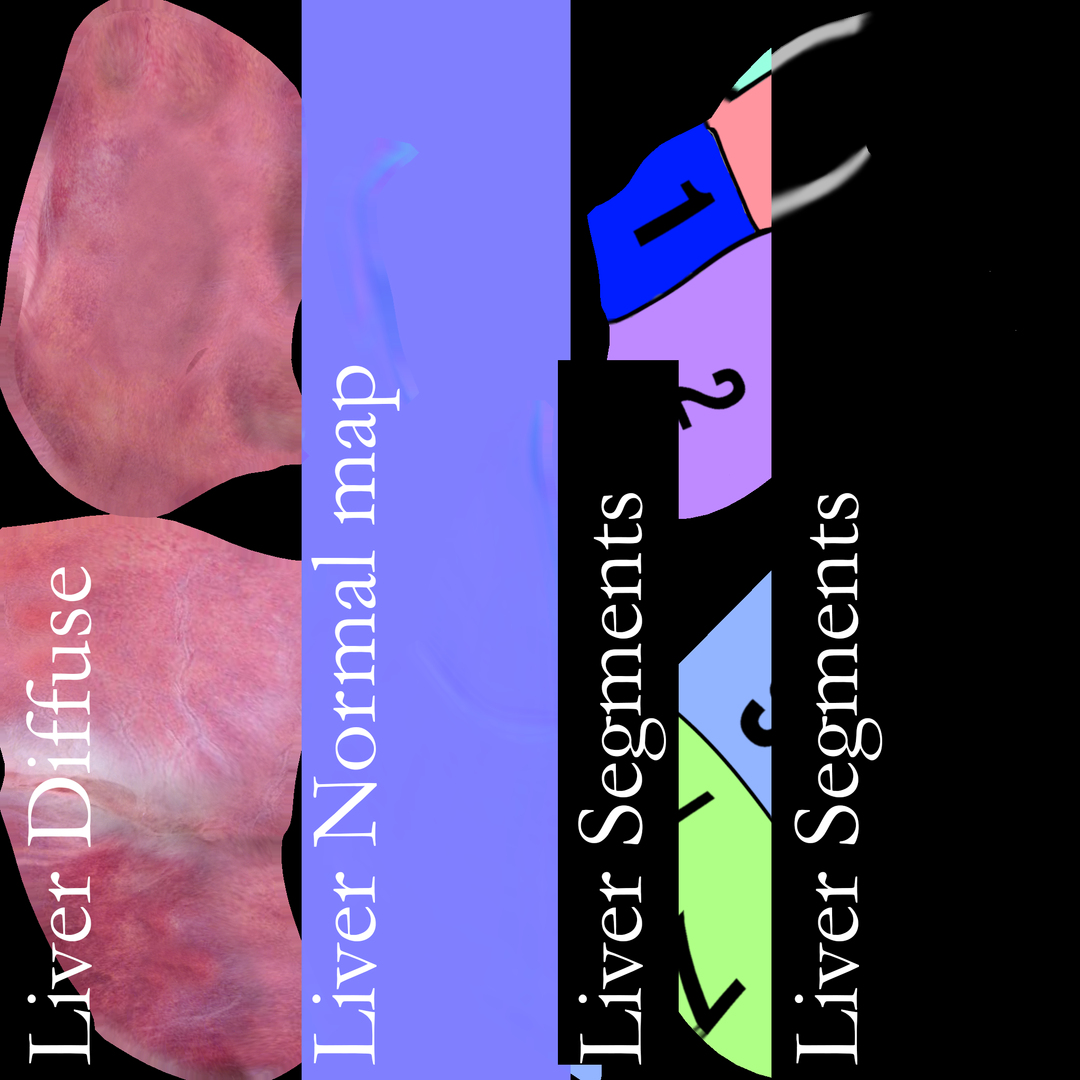 Human liver with segments 3D - TurboSquid 1831834