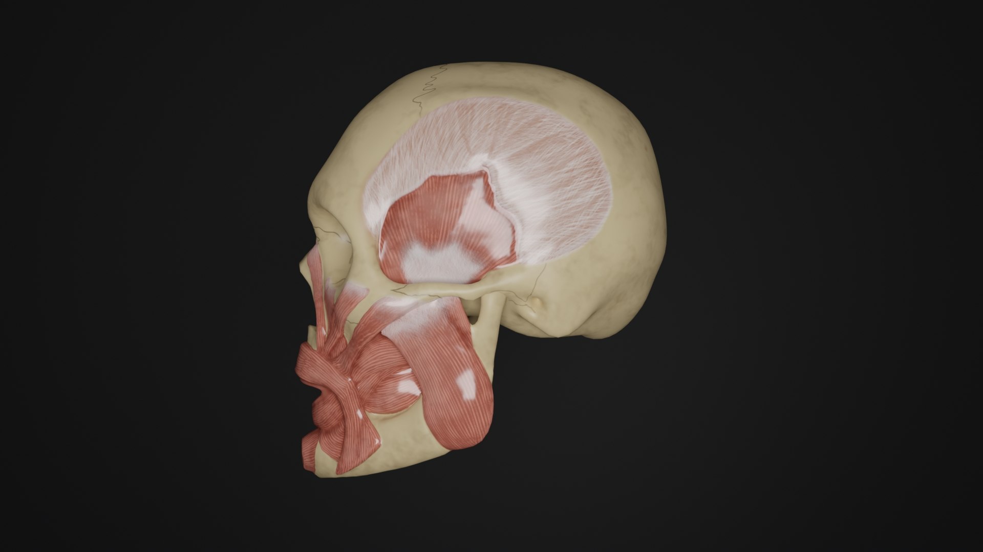 3D Model Human Anatomy-Muscular System-Head Masticatory Muscle-Left ...