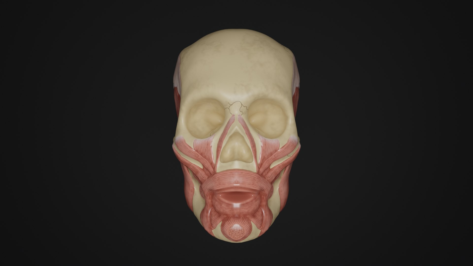 3D Model Human Anatomy-Muscular System-Head Masticatory Muscle-Left ...
