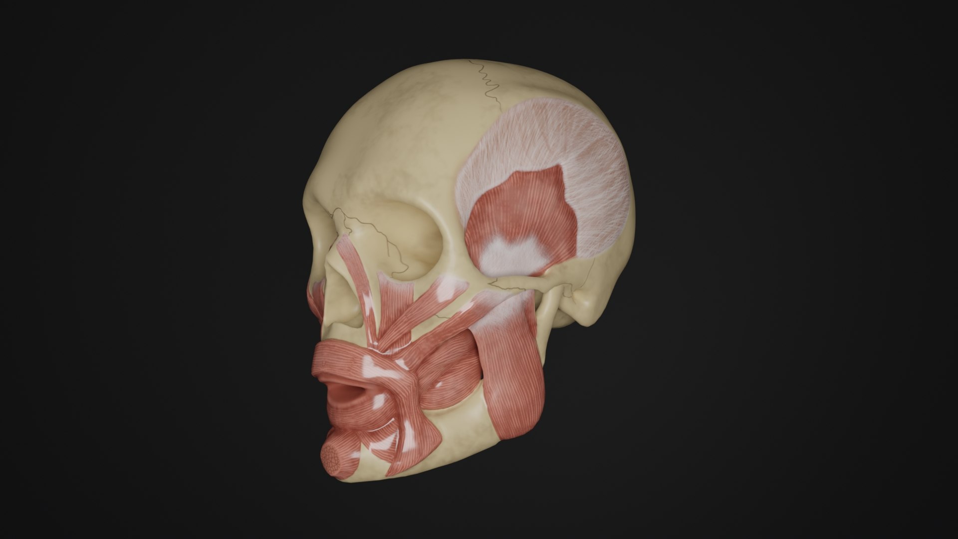 3D Model Human Anatomy-Muscular System-Head Masticatory Muscle-Left ...