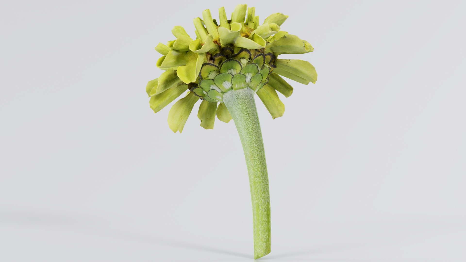 Elegant Zinnia Green Remastered 3D Model - TurboSquid 2362583