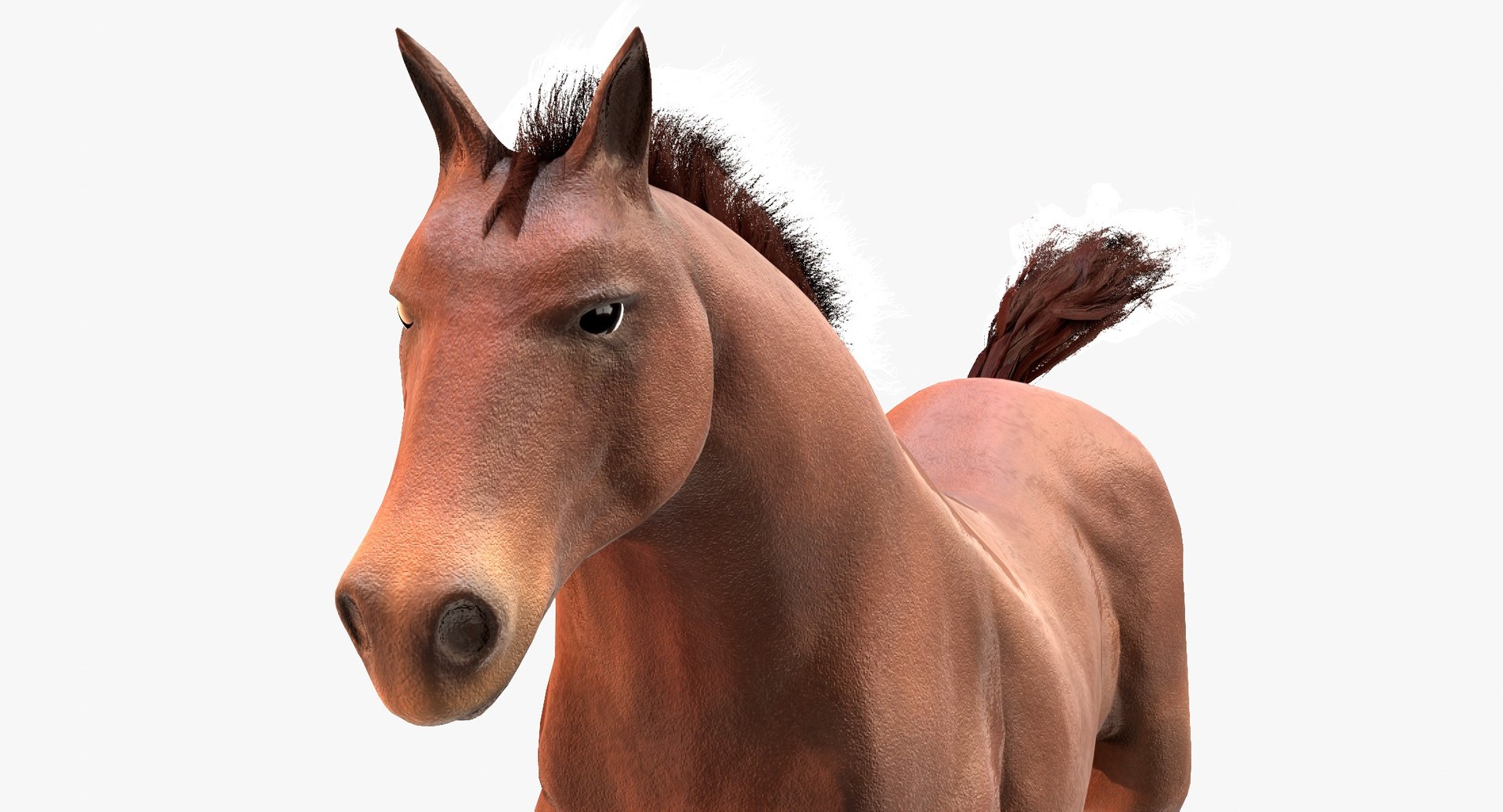 3D Horse Blender Walk - TurboSquid 1253053