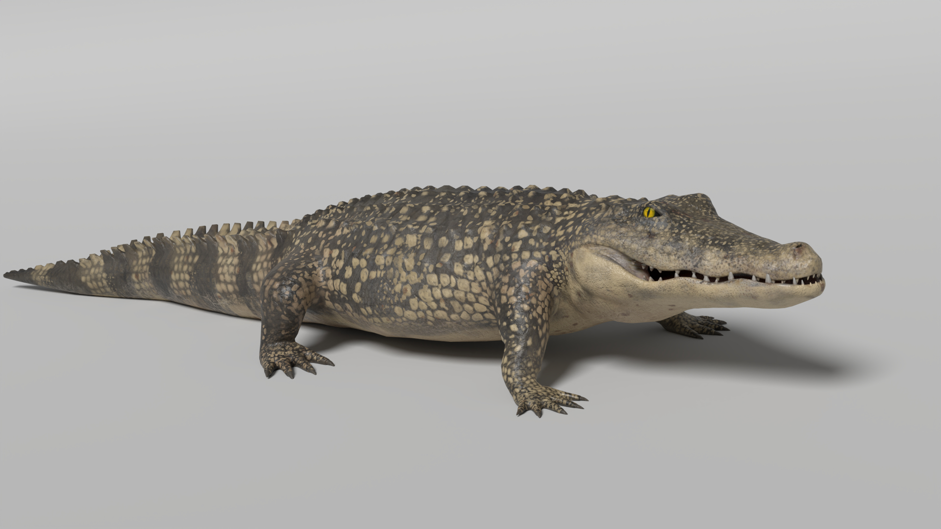 Crocodile Animated 3D - TurboSquid 2126358
