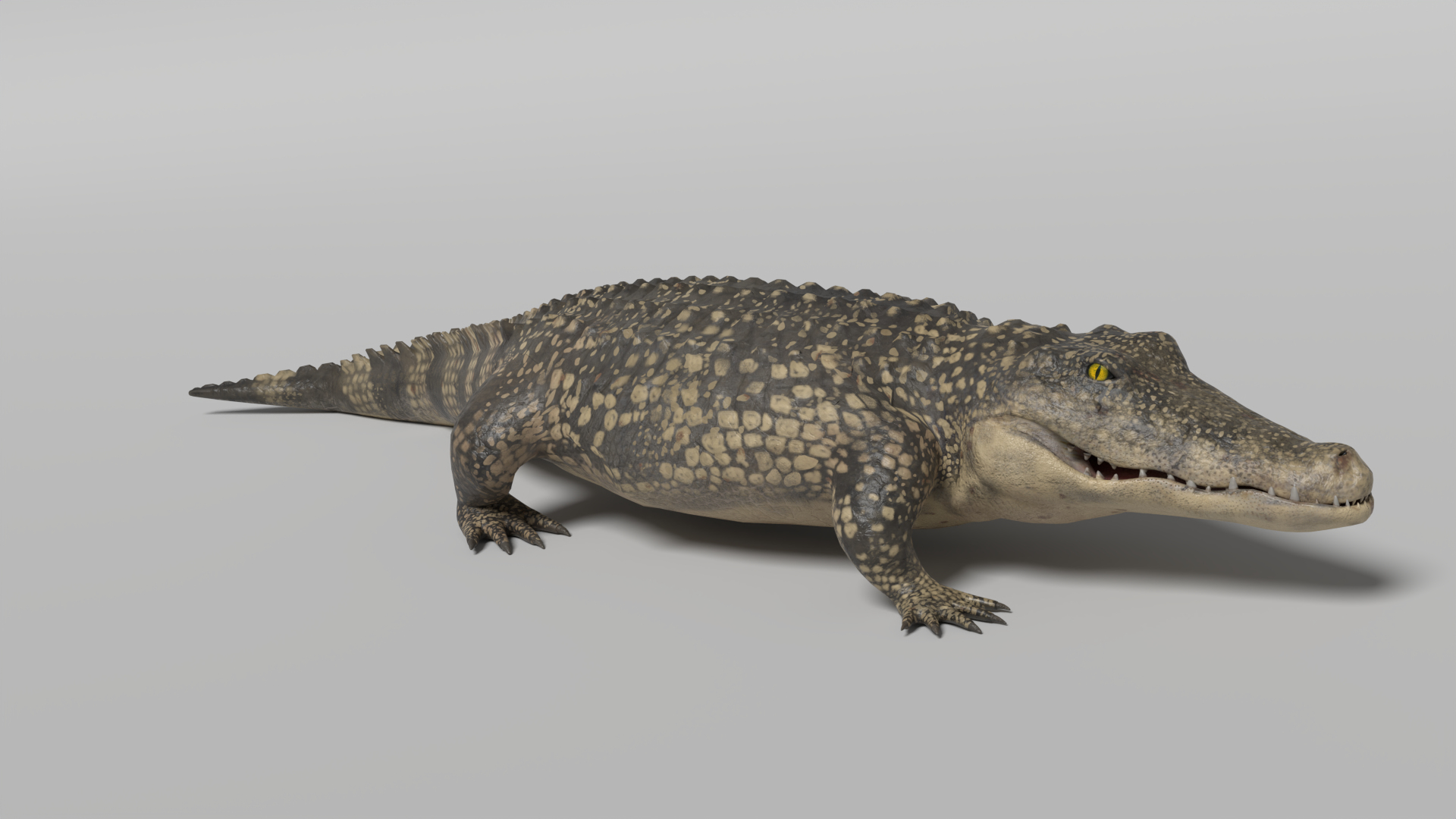 Crocodile Animated 3D - TurboSquid 2126358