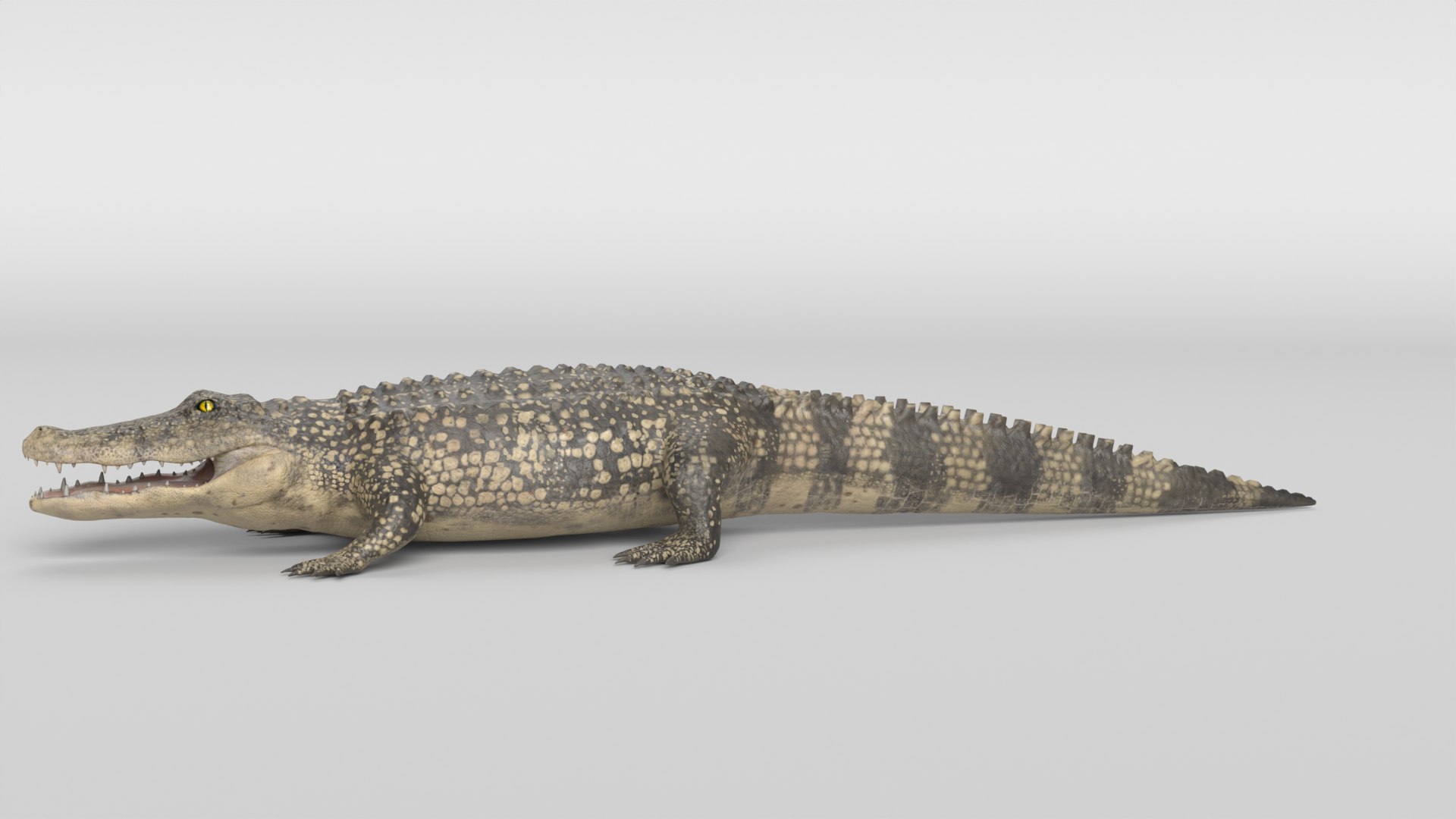 Crocodile Animated 3D - TurboSquid 2126358