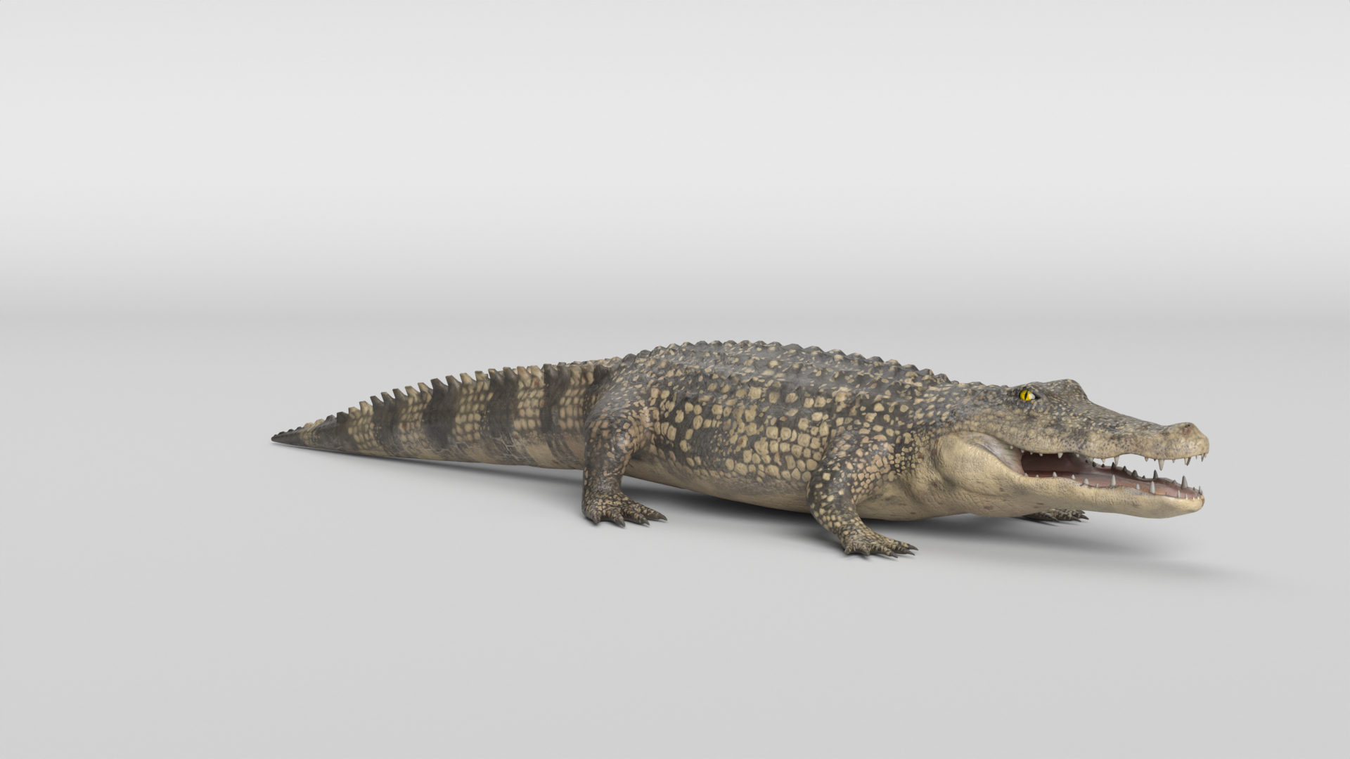Crocodile Animated 3D - TurboSquid 2126358