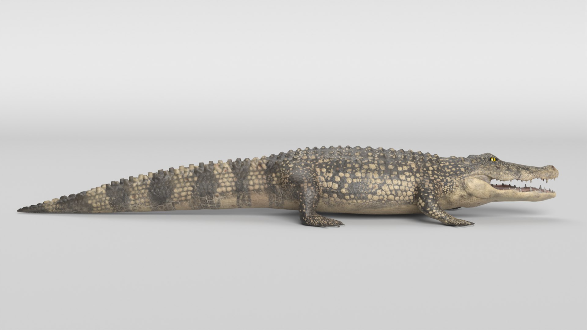 Crocodile Animated 3D - TurboSquid 2126358