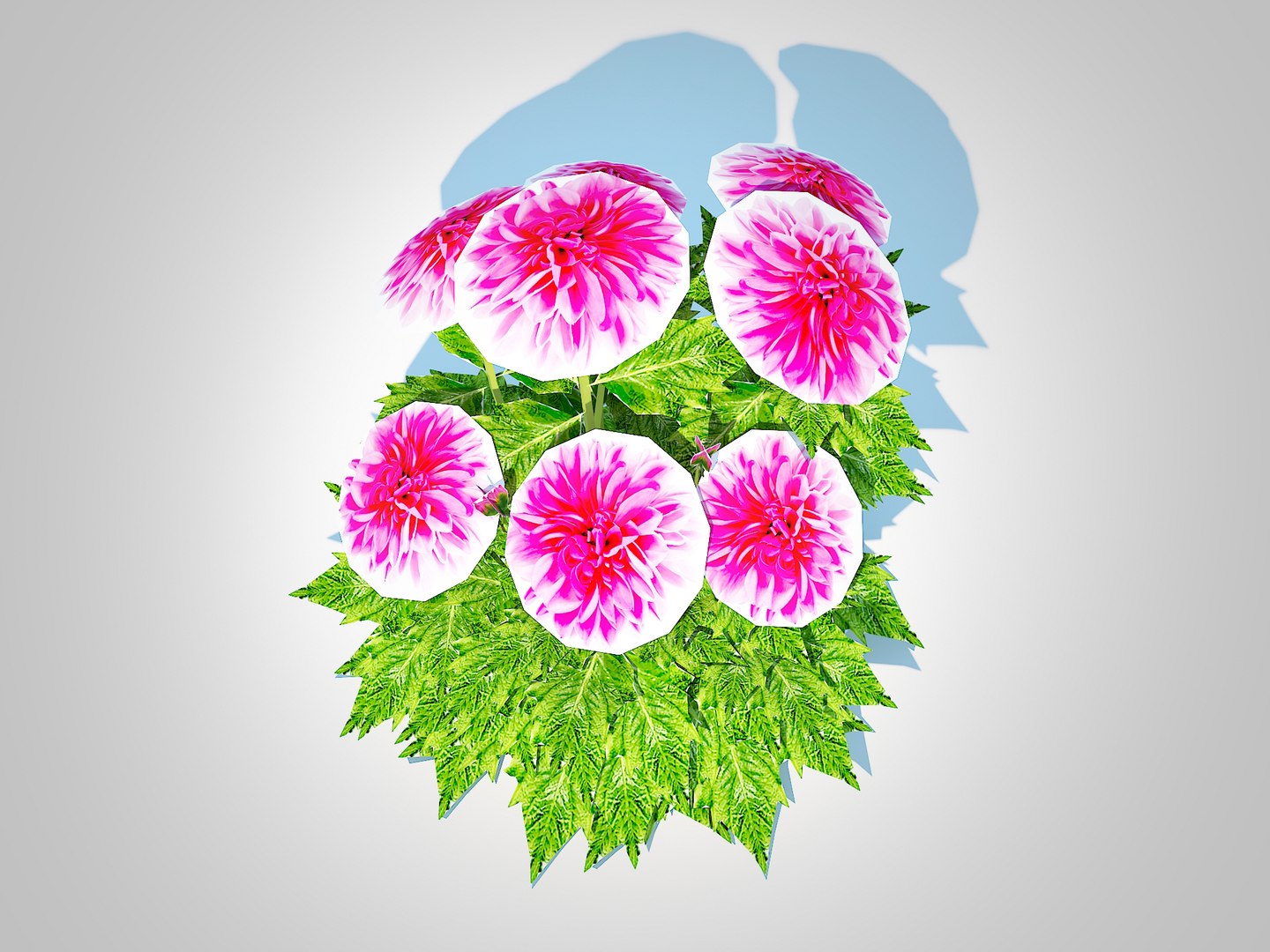 Dahlia Lisa Dark Pink 3D Model - TurboSquid 2289055