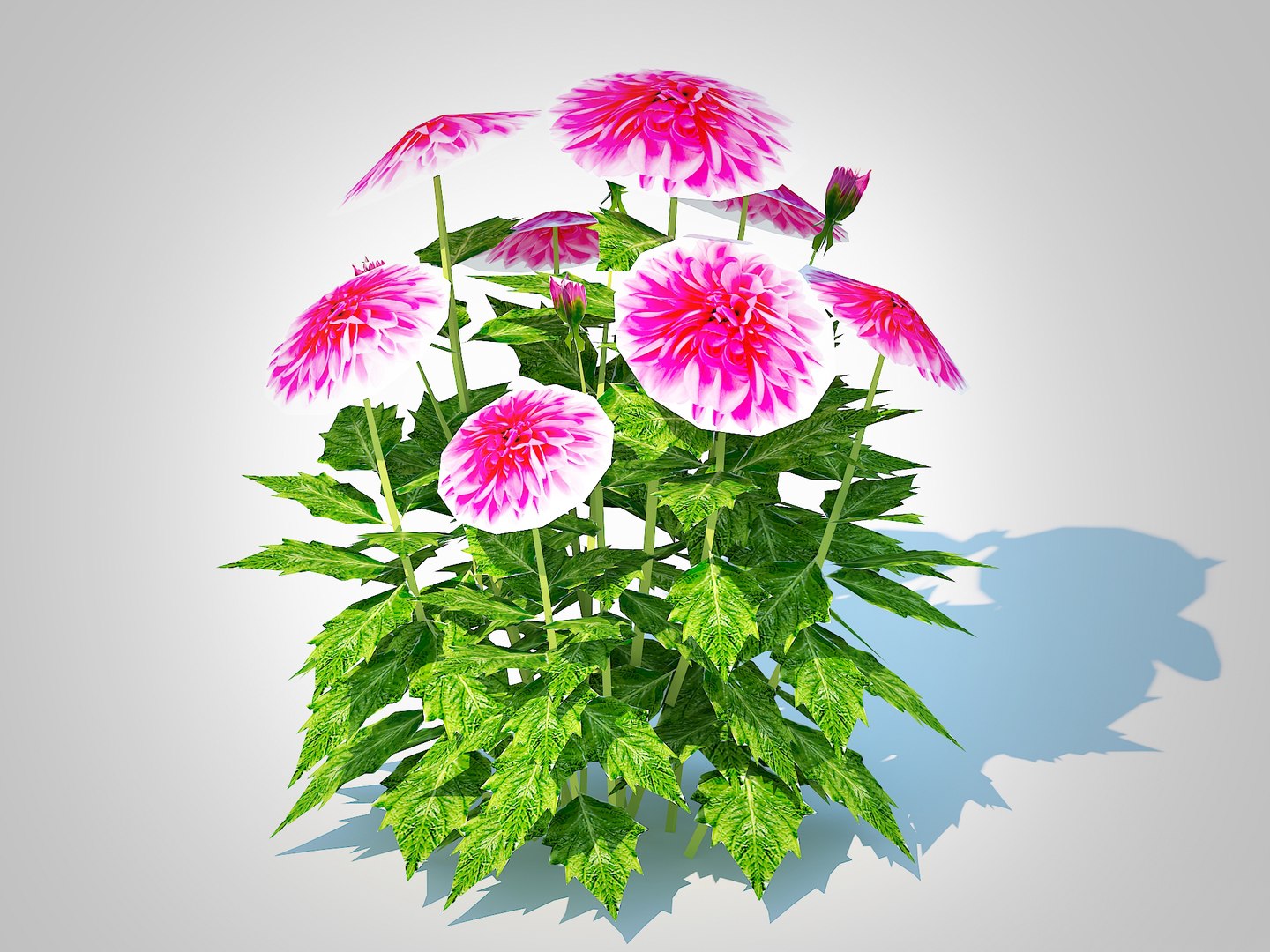 Dahlia Lisa Dark Pink 3D Model - TurboSquid 2289055