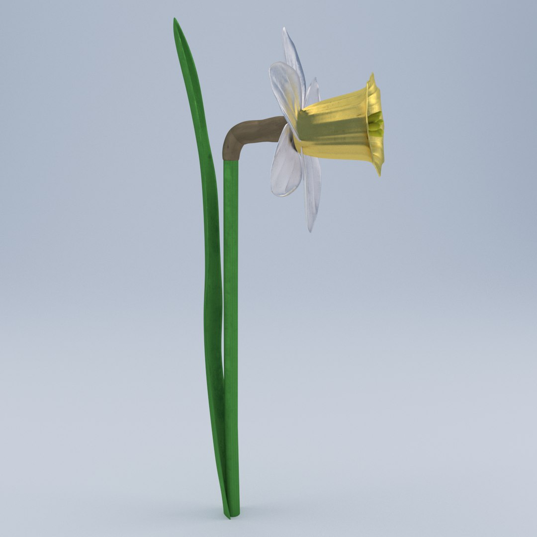 Narcissus Metal Model - TurboSquid 1685783