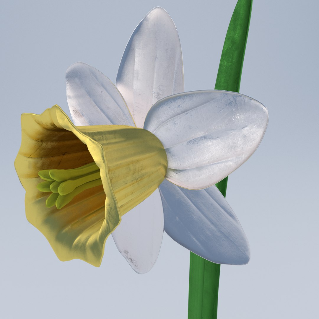 Narcissus Metal Model - TurboSquid 1685783