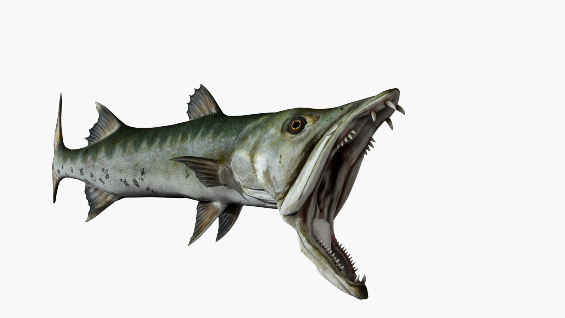 2in1 Barracuda Rigged And Animated 3D Model - TurboSquid 2335507