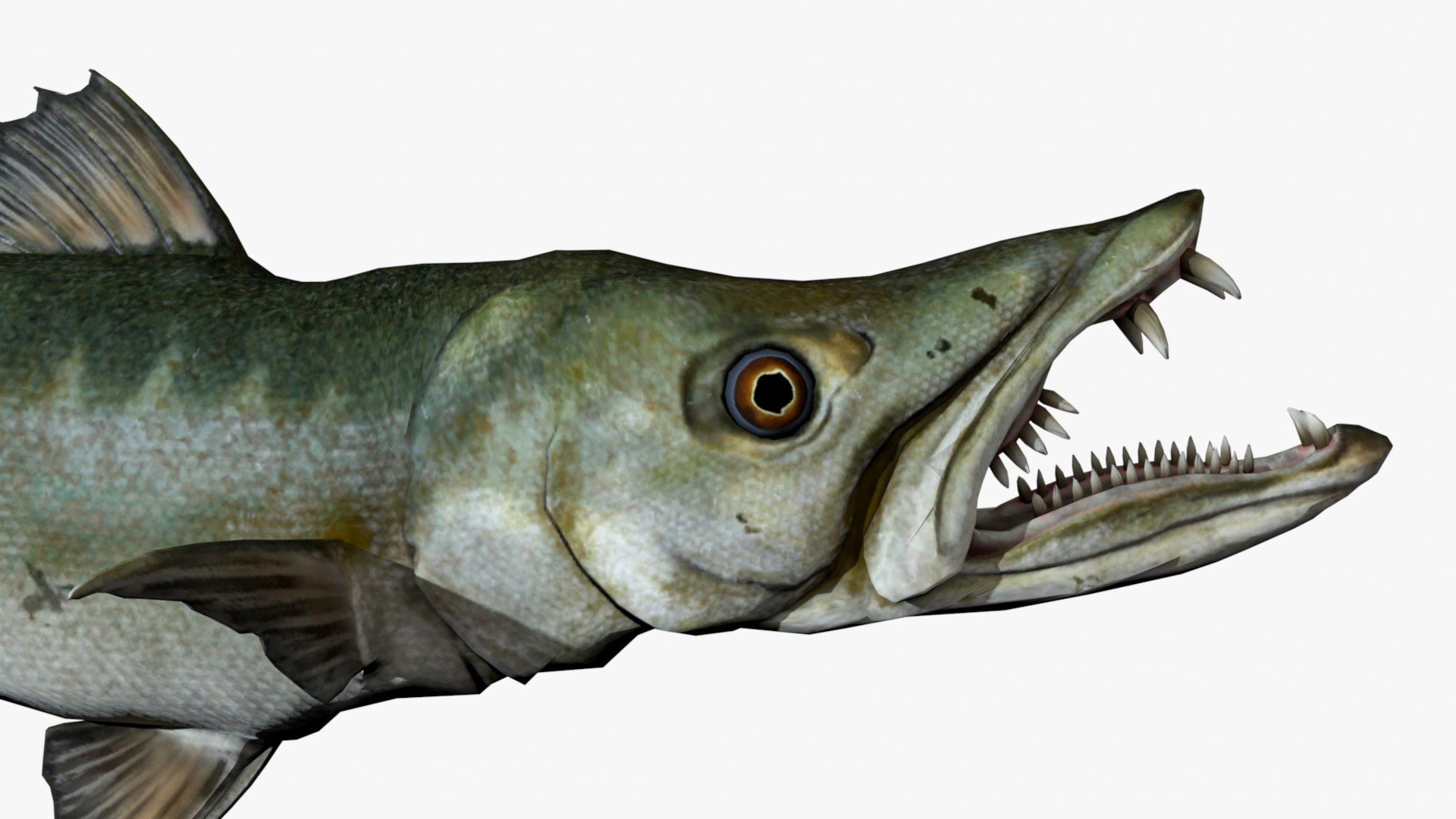 2in1 Barracuda Rigged And Animated 3D Model - TurboSquid 2335507