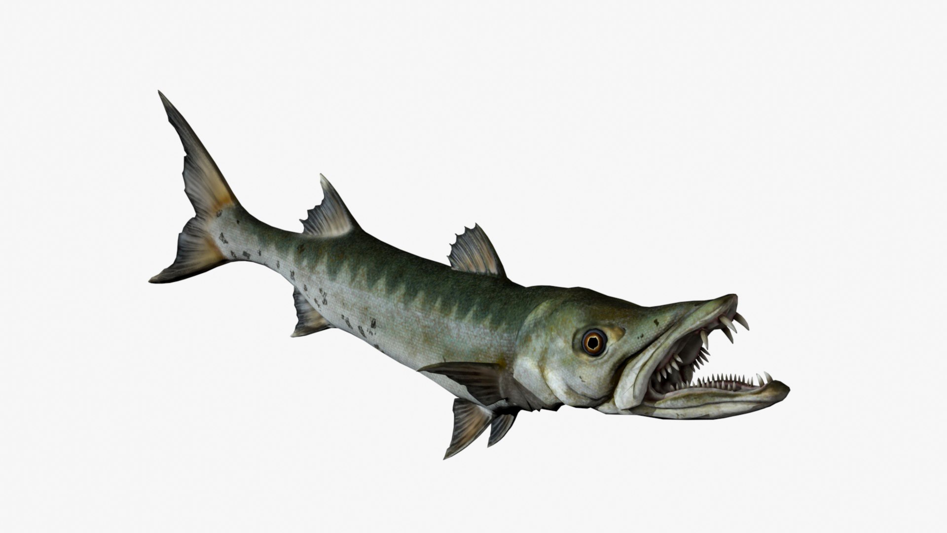 2in1 Barracuda Rigged And Animated 3D Model - TurboSquid 2335507