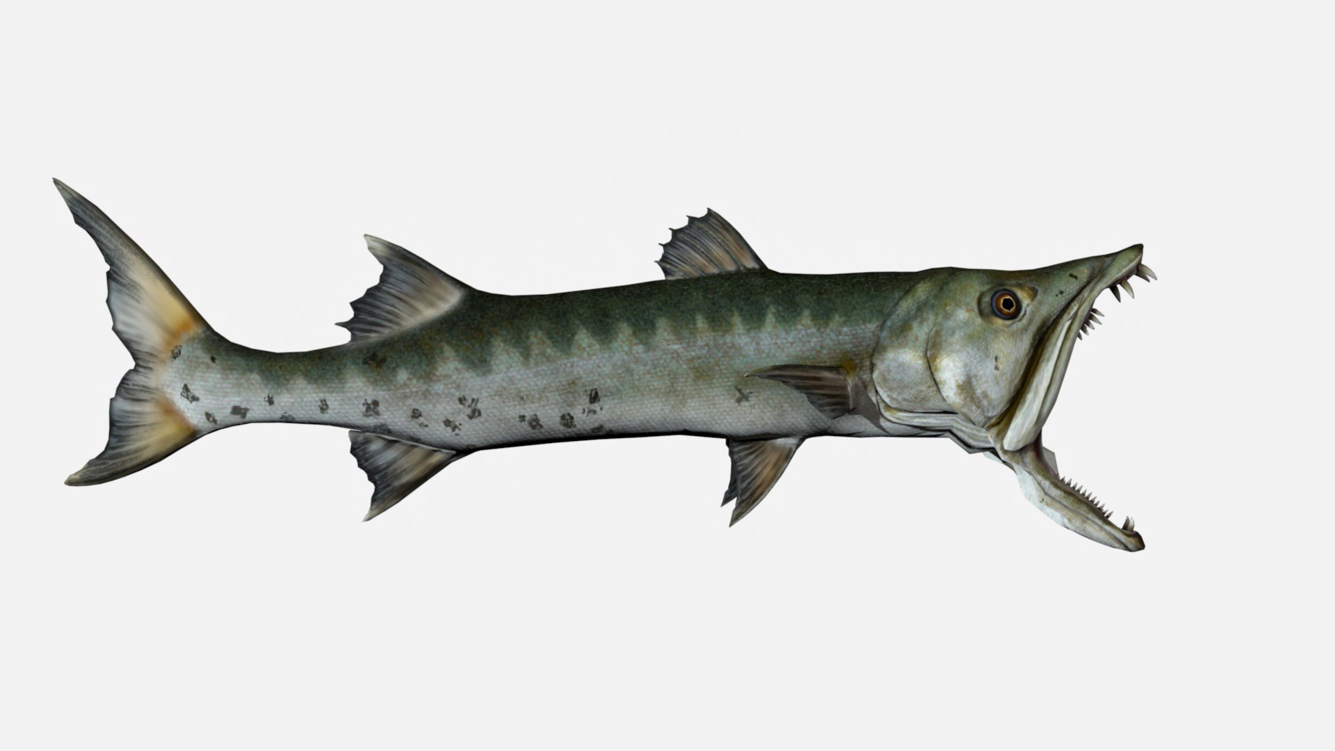 2in1 Barracuda Rigged And Animated 3D Model - TurboSquid 2335507