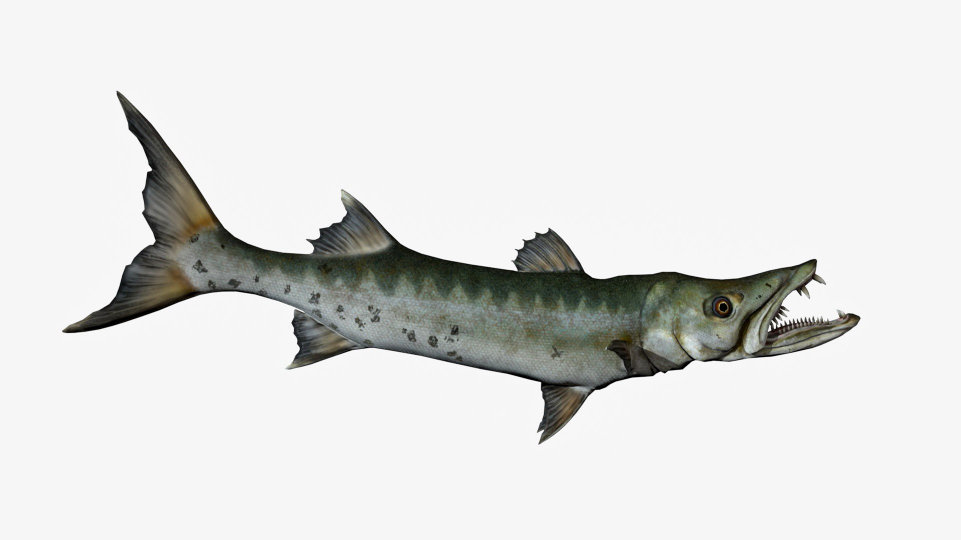 2in1 Barracuda Rigged And Animated 3D Model - TurboSquid 2335507