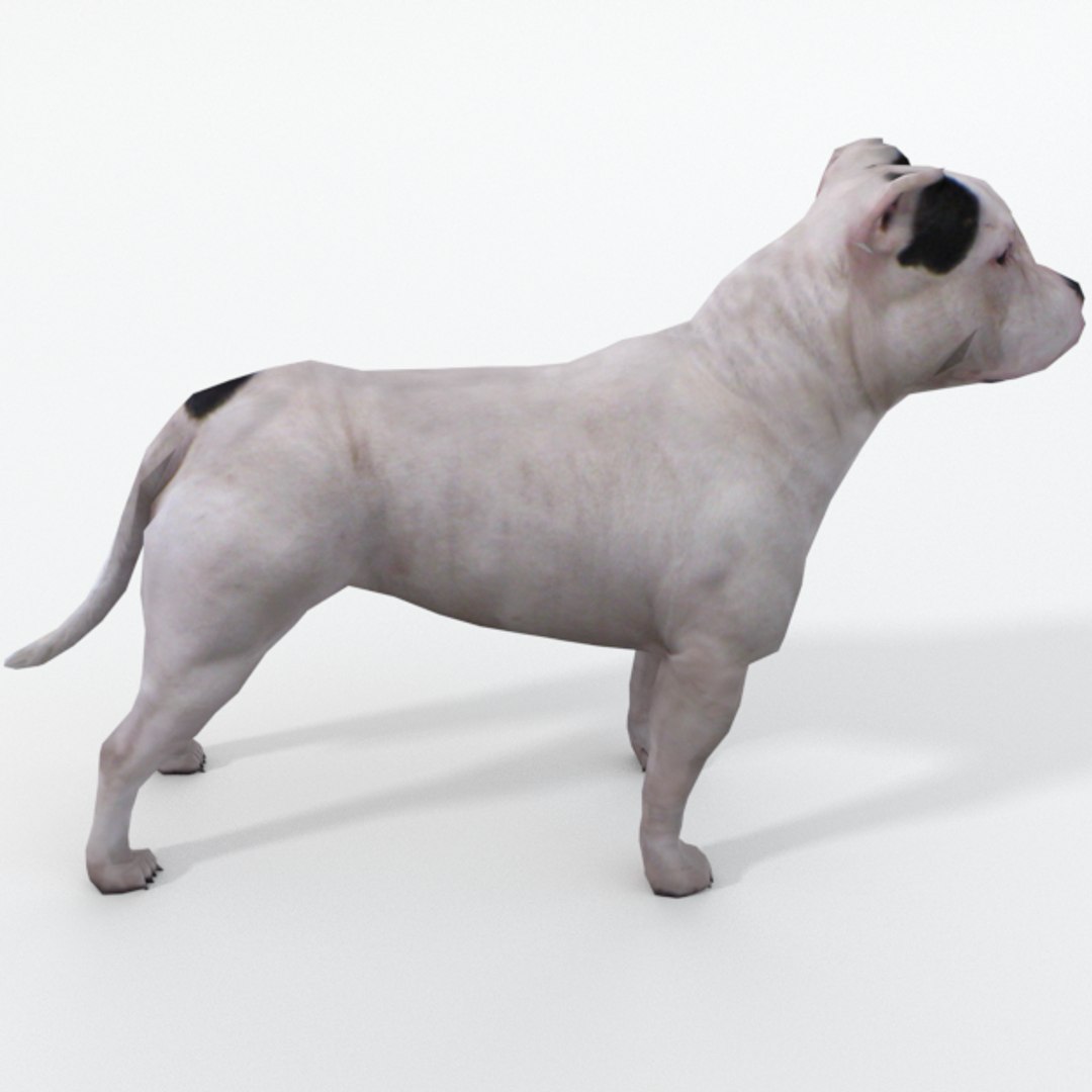 3D pitbull model - TurboSquid 1346808