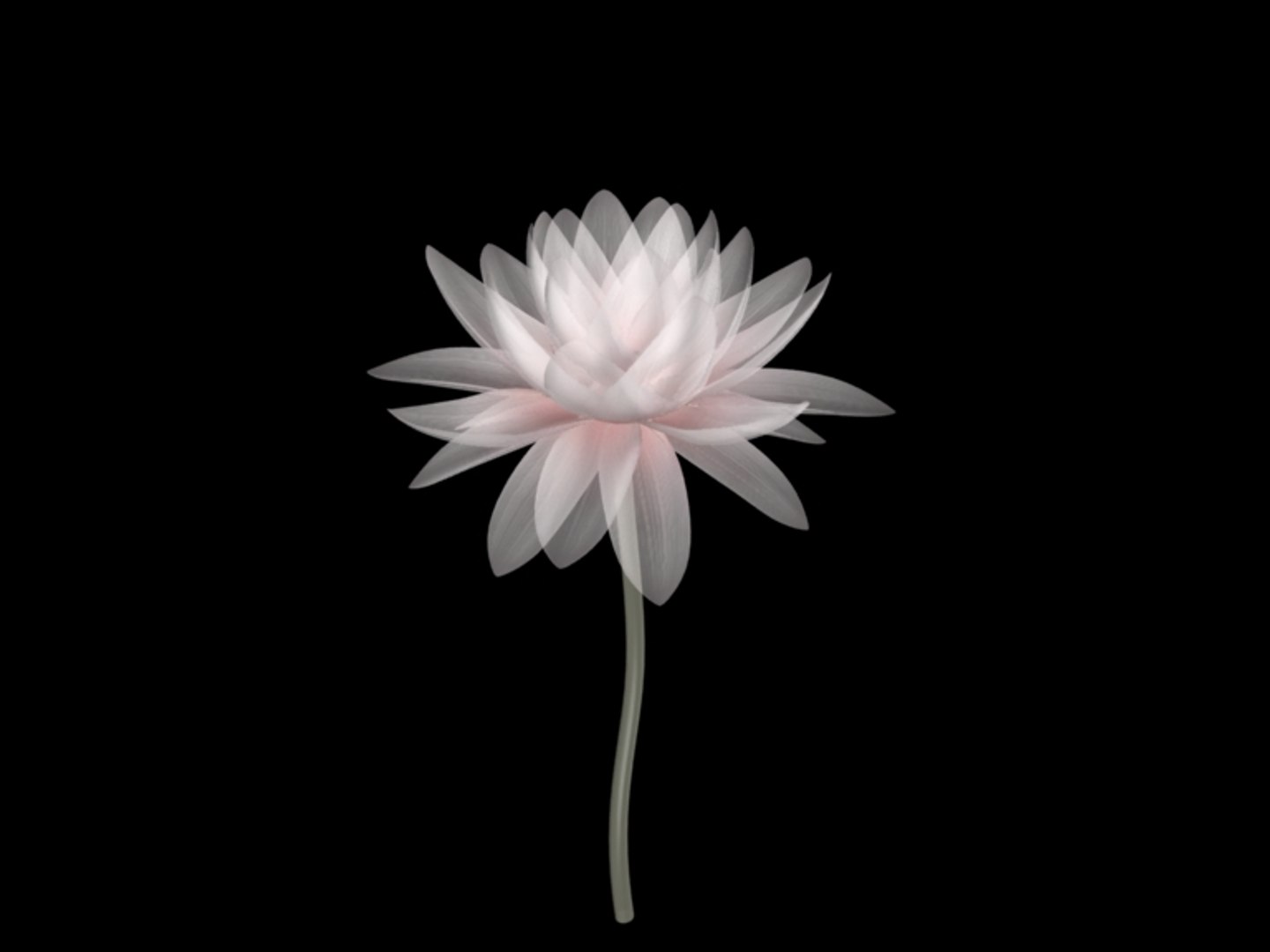 Lilli Water 3d Model