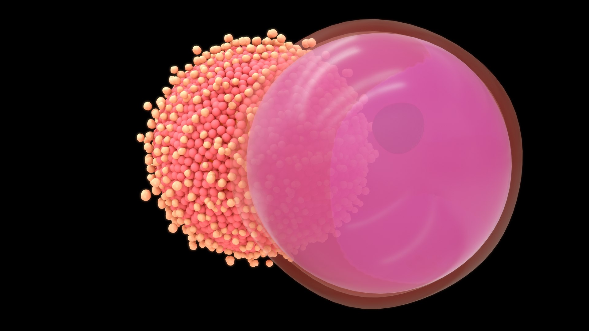 Ovum 3D Model - TurboSquid 2309861