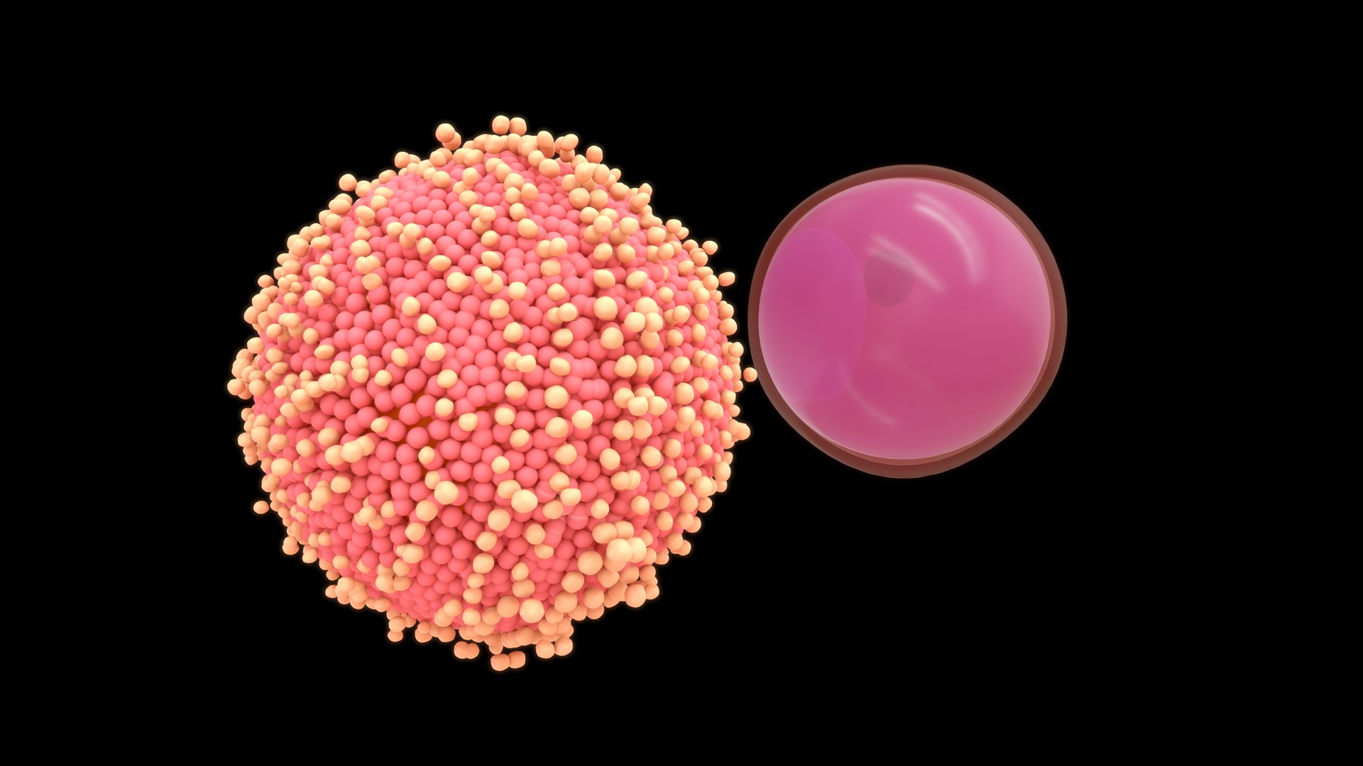 Ovum 3D Model - TurboSquid 2309861