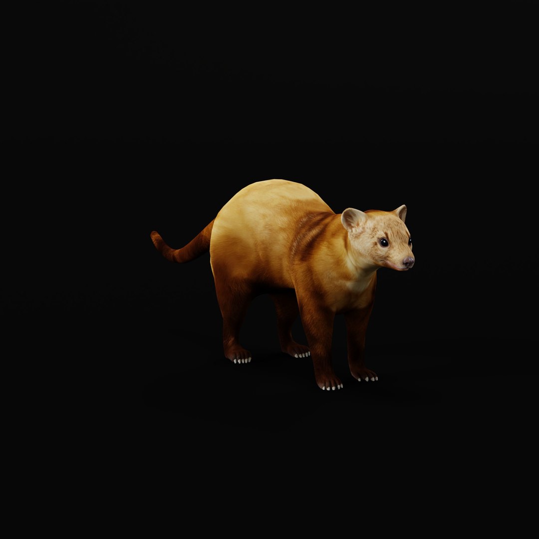 3D American Pine Marten Model - TurboSquid 2259138