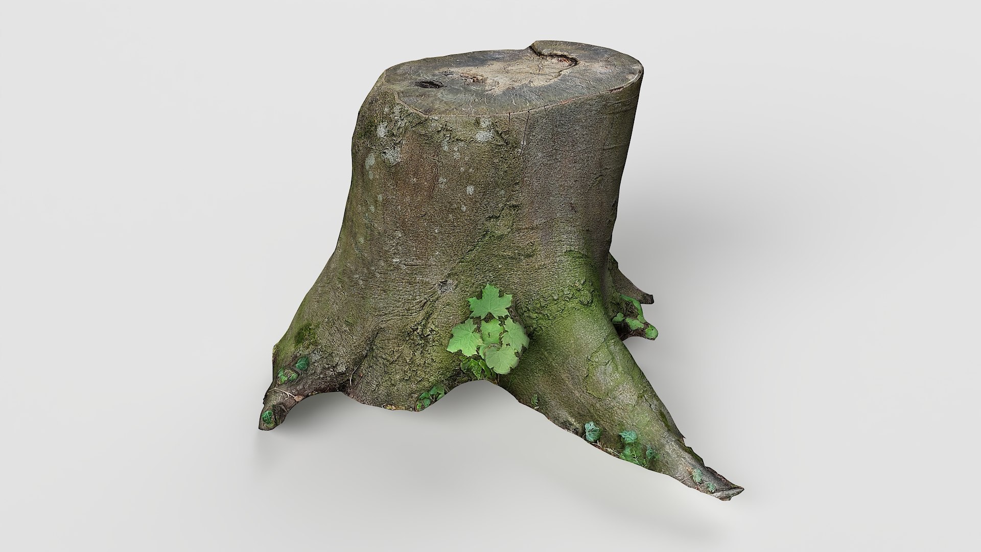 Tree Stump 28 Model - TurboSquid 2063831
