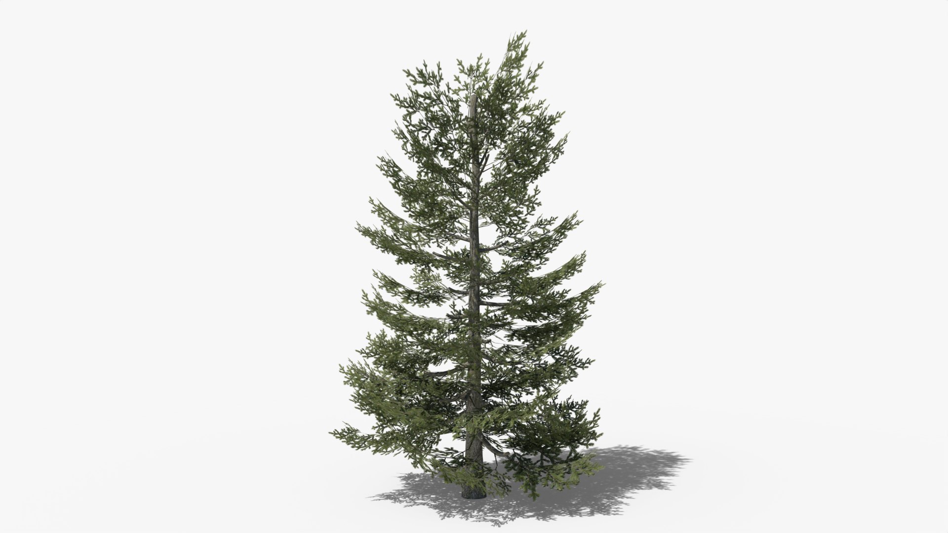 Pine v9 3D model - TurboSquid 2145194