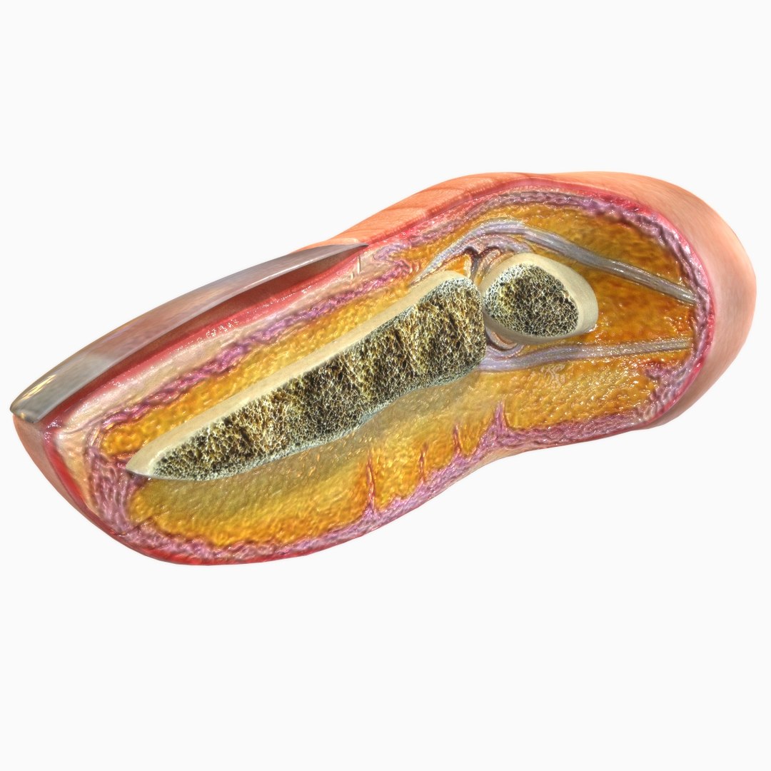 3D Human Finger - TurboSquid 1520705