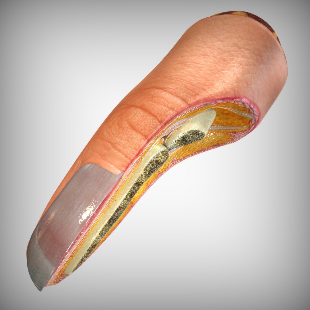 3D Human Finger - TurboSquid 1520705
