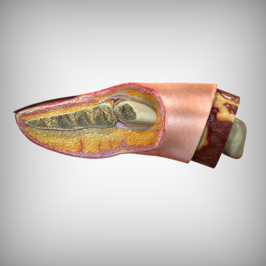 3D Human Finger - TurboSquid 1520705