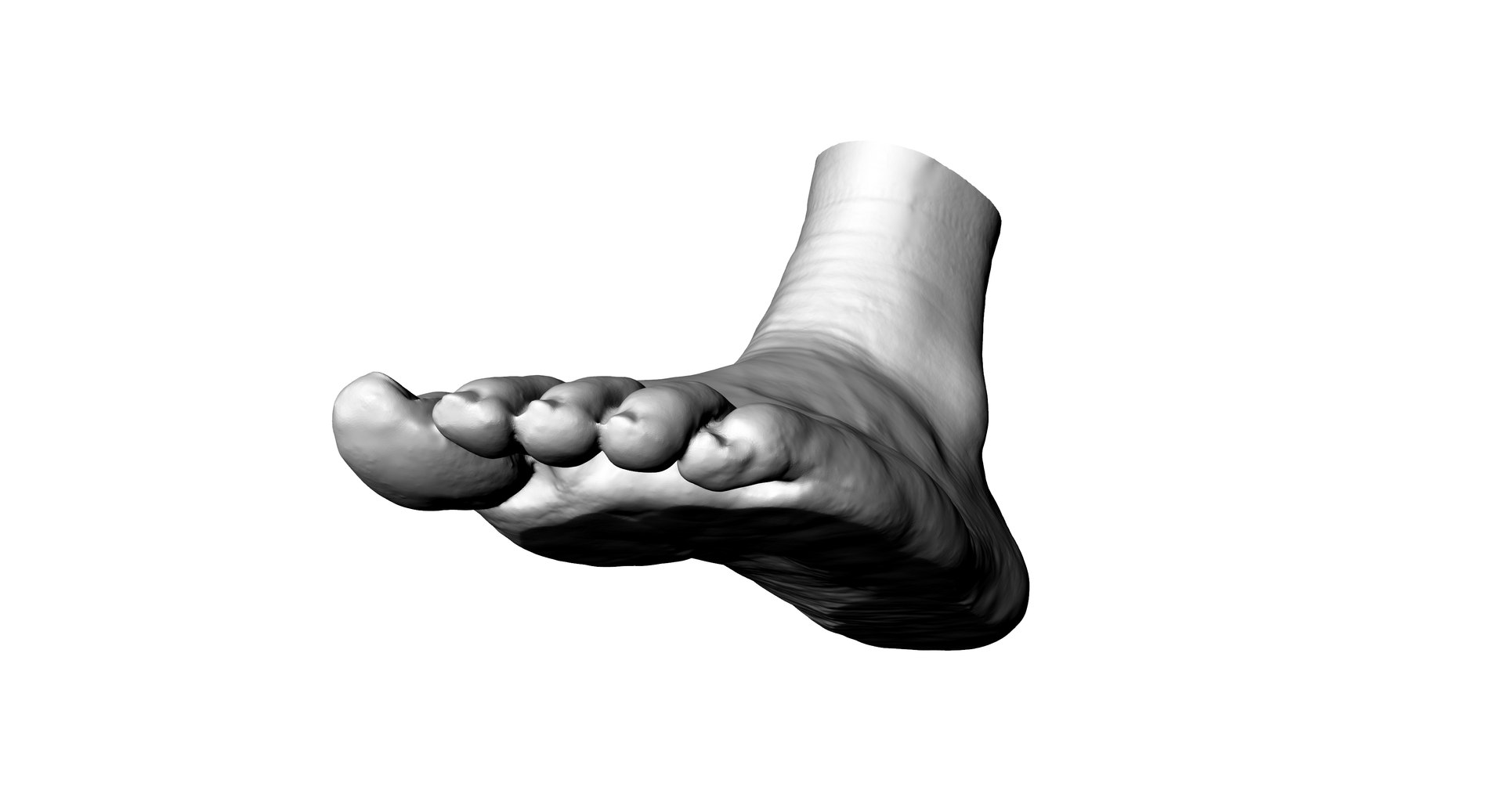 Foot 3D Model - TurboSquid 1619134