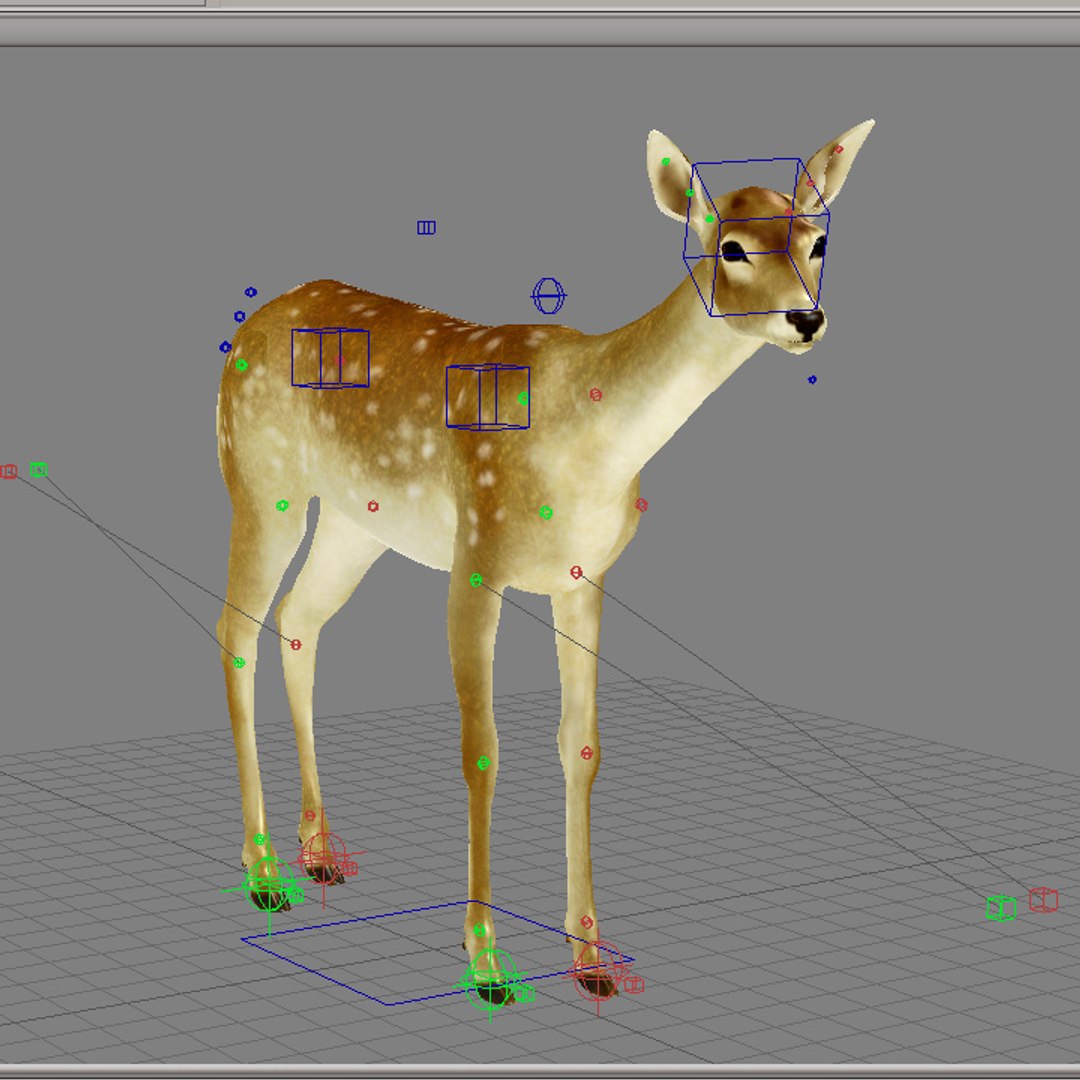 3d Model Of Photorealistic Deer Animation