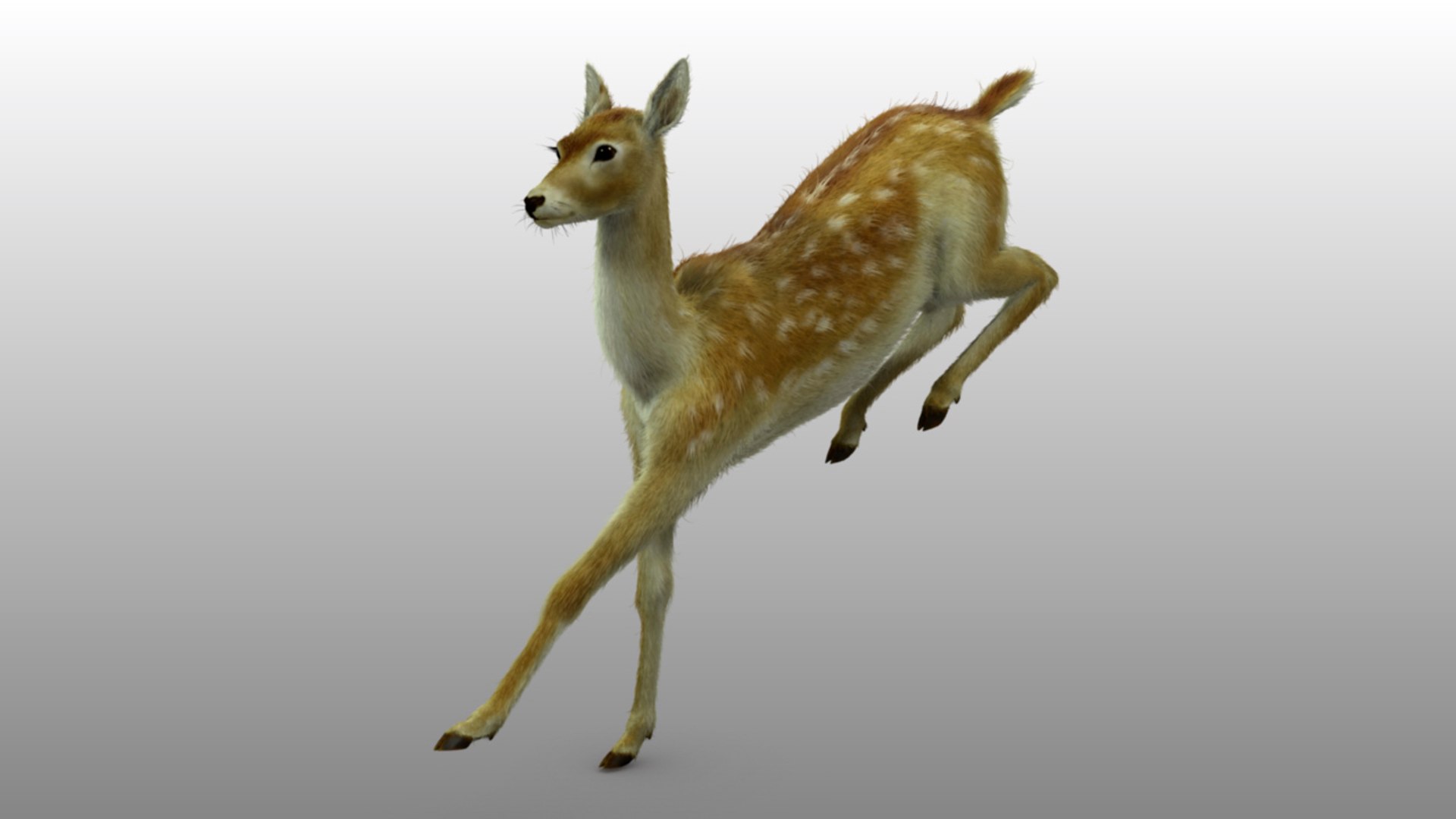 3d Model Of Photorealistic Deer Animation