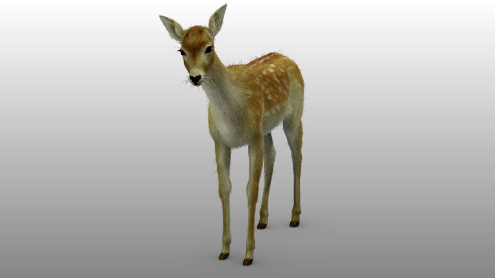 3d Model Of Photorealistic Deer Animation