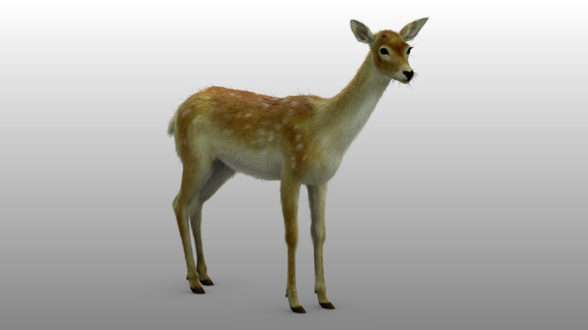 3d Model Of Photorealistic Deer Animation