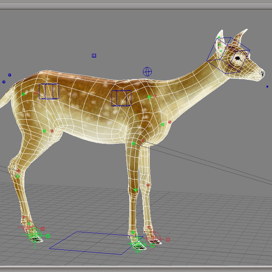 3d Model Of Photorealistic Deer Animation
