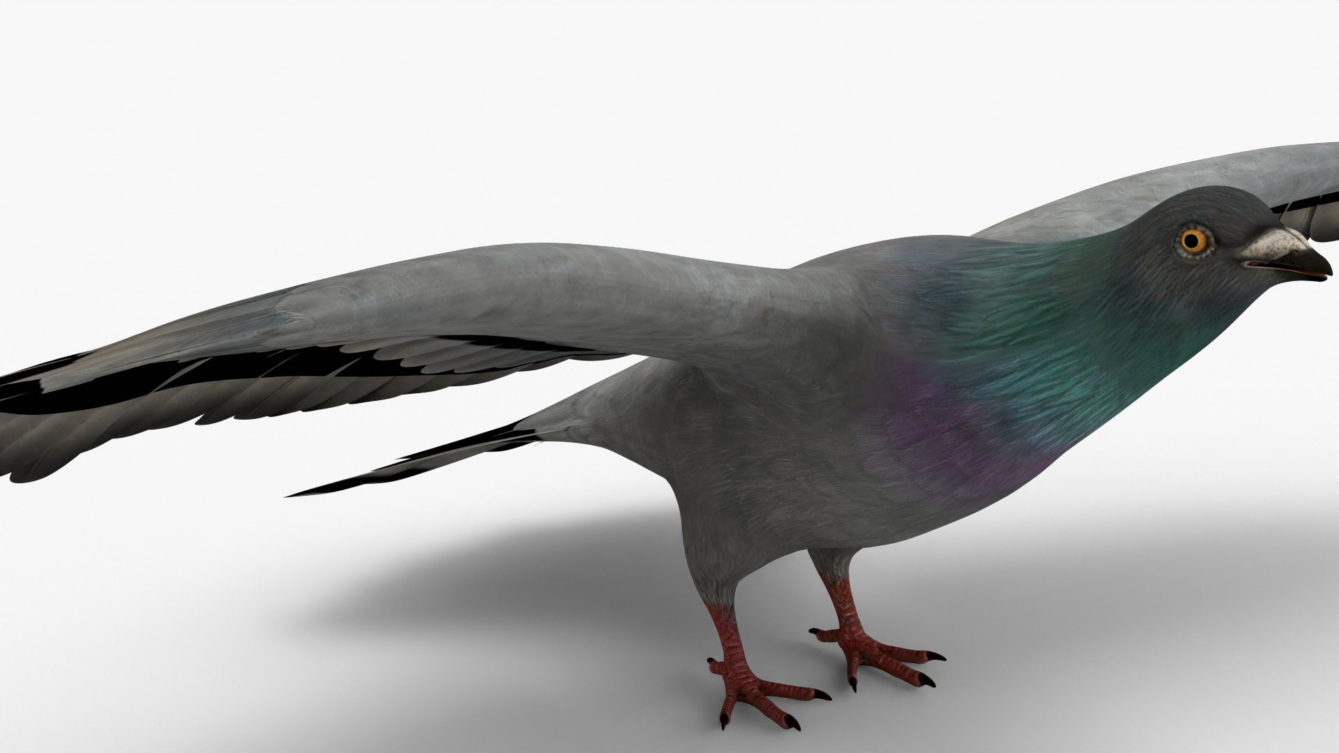 3D Realistic Pigeon - TurboSquid 2296126