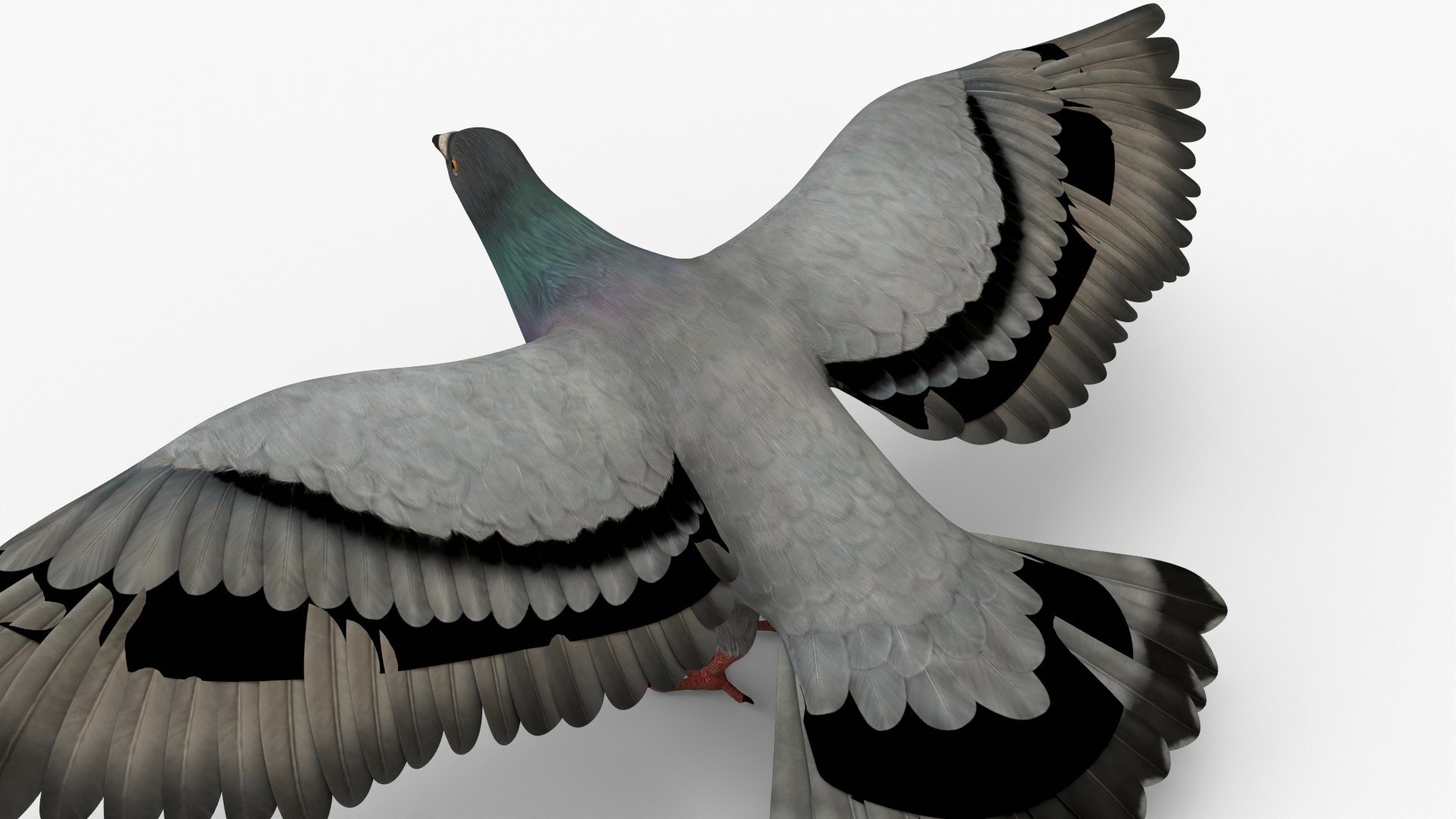 3D Realistic Pigeon - TurboSquid 2296126