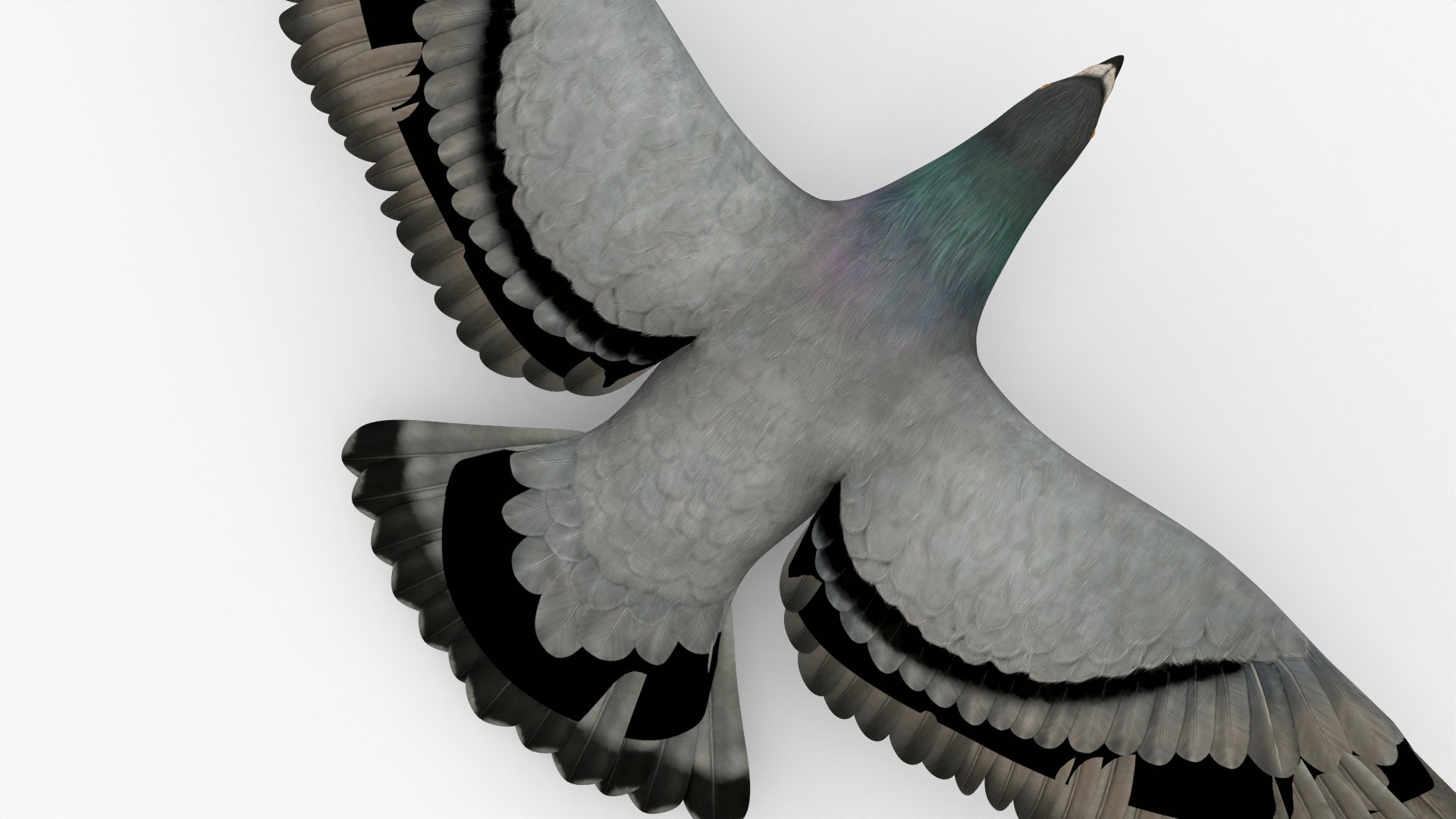 3D Realistic Pigeon - TurboSquid 2296126