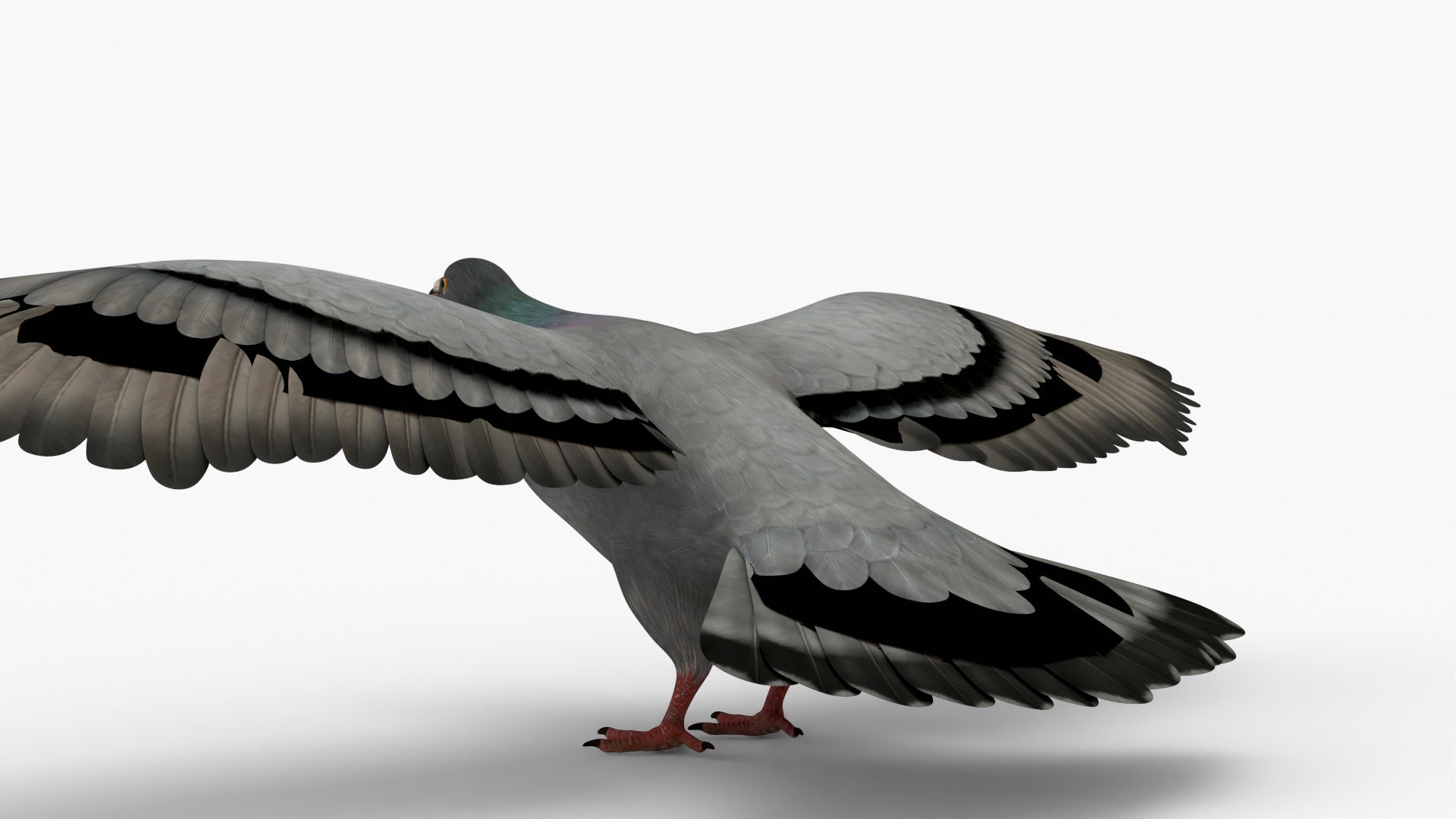 3D Realistic Pigeon - TurboSquid 2296126