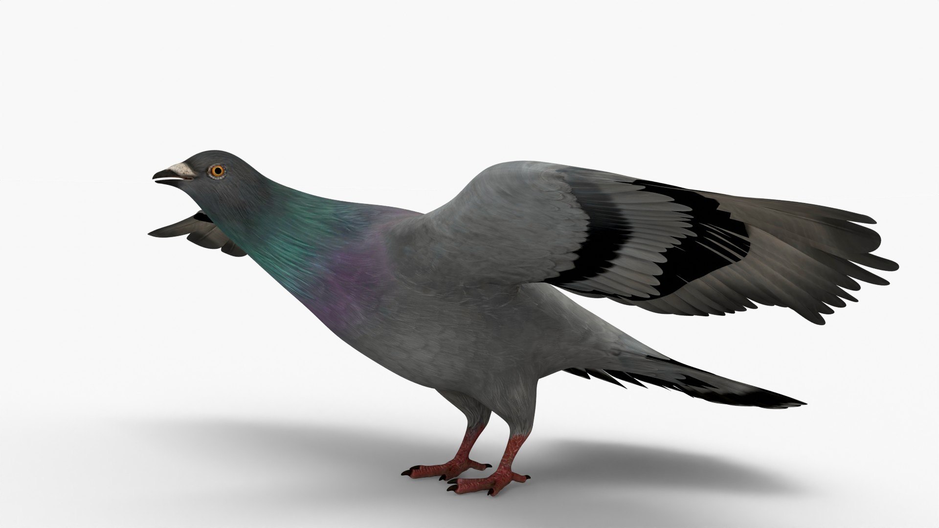 3D Realistic Pigeon - TurboSquid 2296126